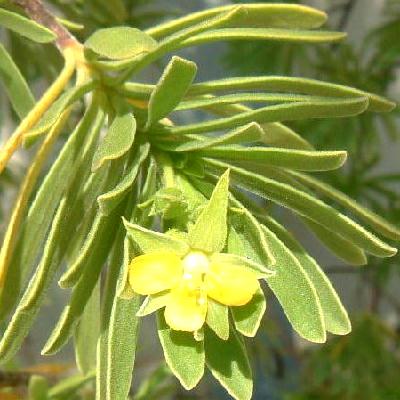 Suriana maritima - Juniper